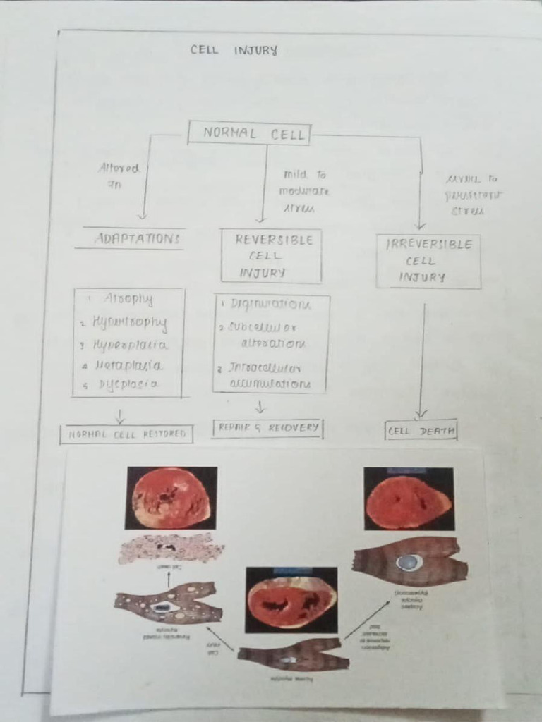 Pathology Pictures | PDF