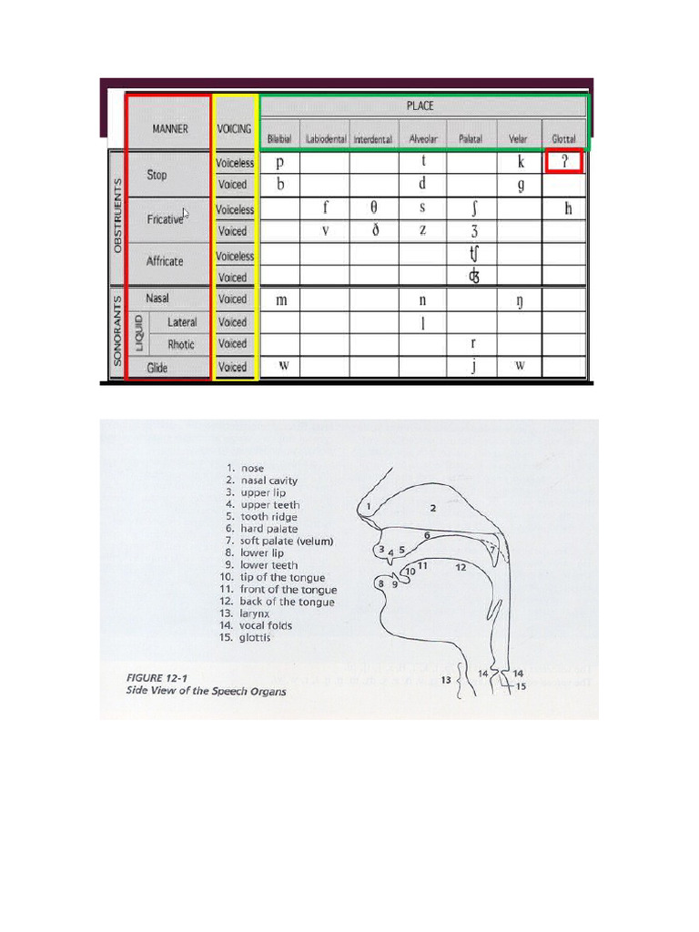 consonants articulation | PDF | Human Voice | Consonant