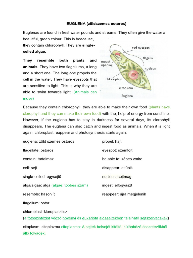 Euglena: Nature's Dual Organism | PDF