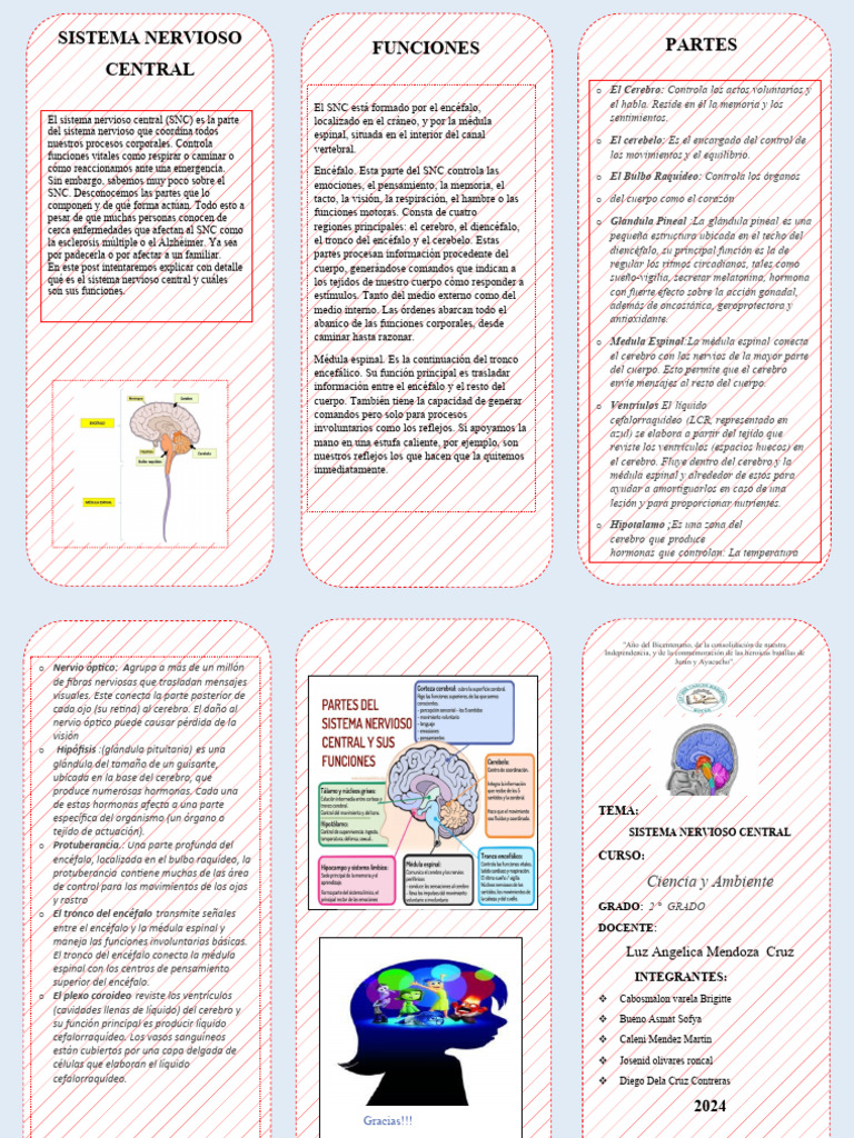 TRIPTICO Sistema Nervisos Central | PDF | Cerebro | Sistema nervioso central