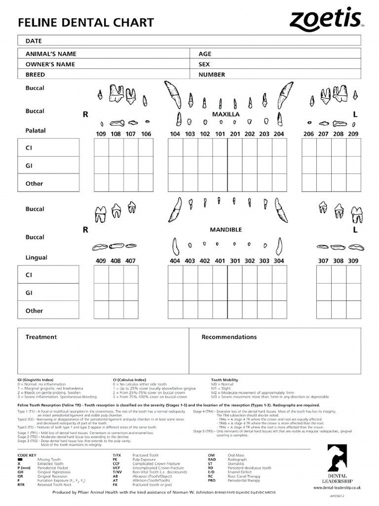 Feline Dental Chart | PDF