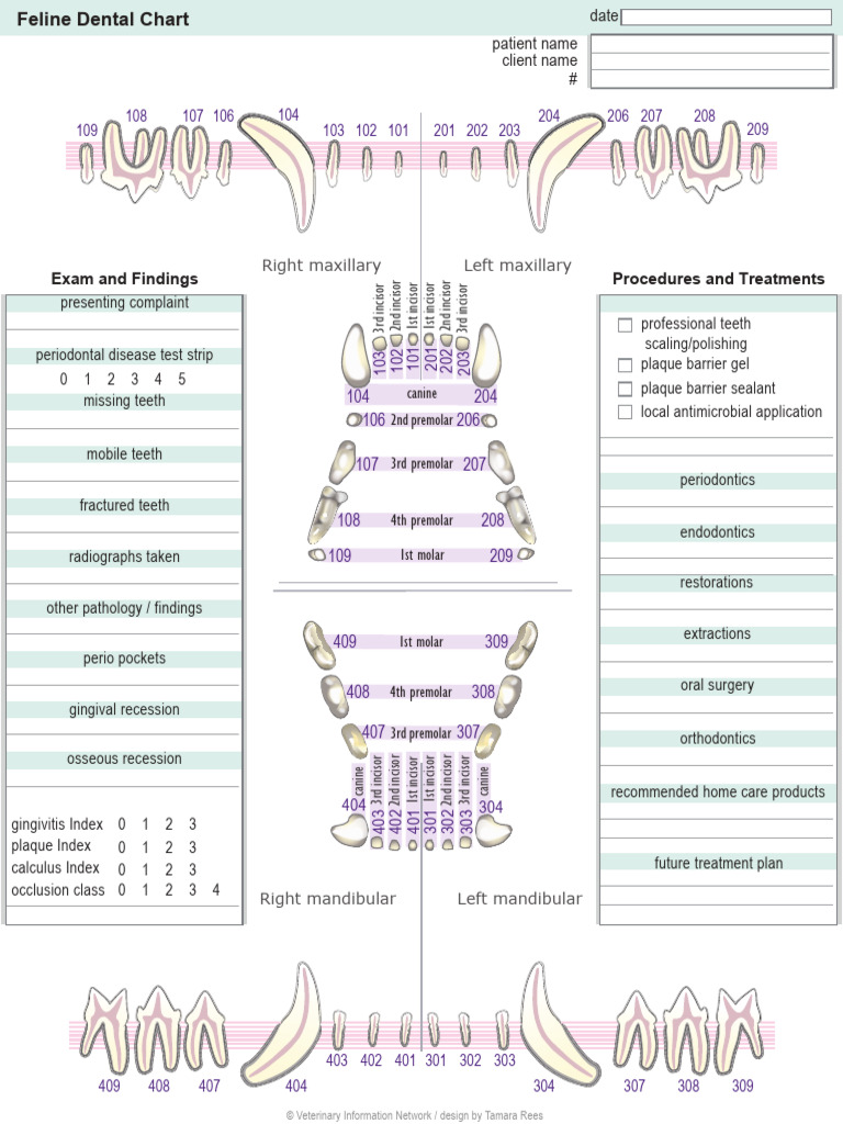 Odontograma Felino | Download Free PDF | Periodontology | Health Sciences