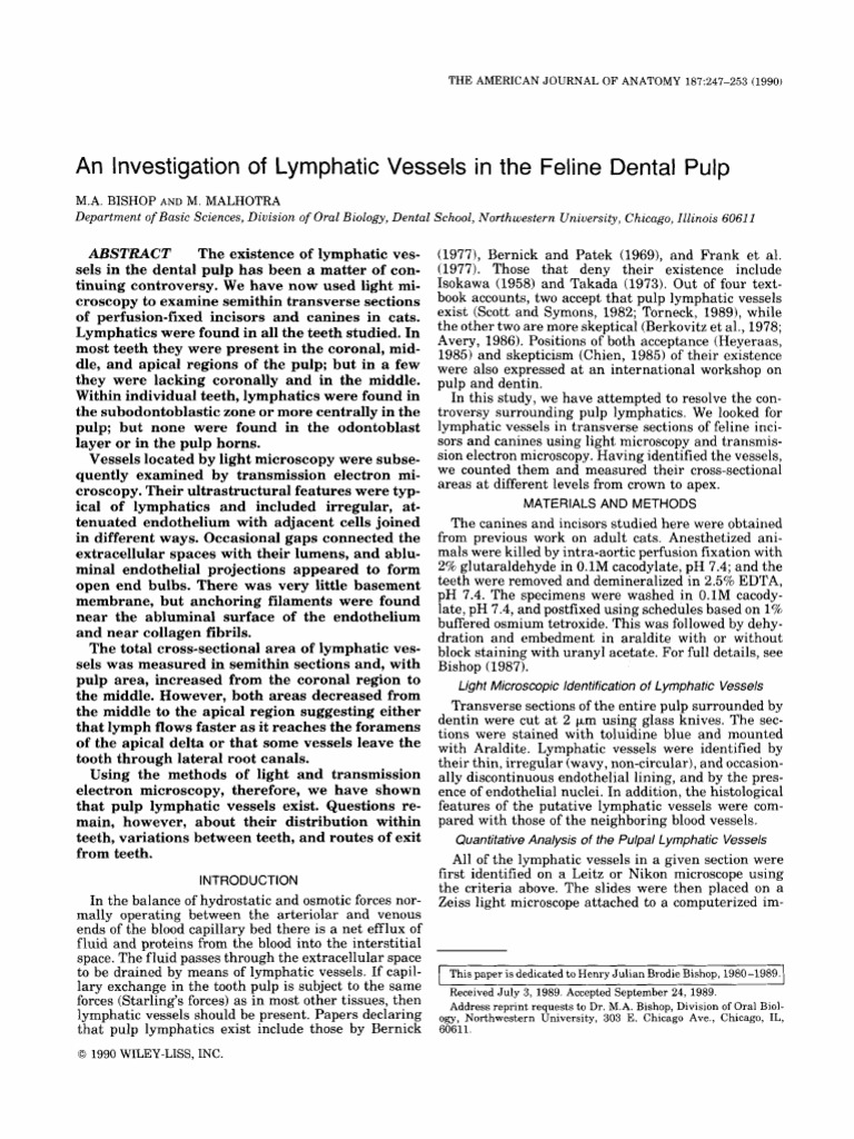 An Investigation of Lymphatic Vessels in The Feline Dental Pulp | PDF ...