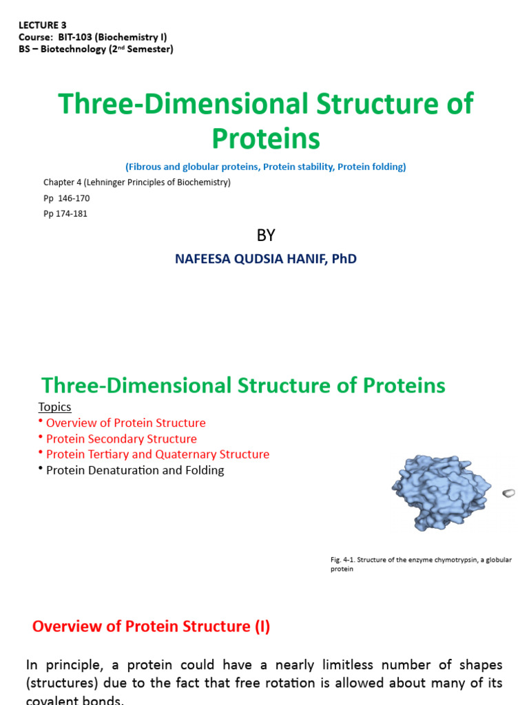 Lecture 3 - Structure and Function of Proteins | PDF | Alpha Helix | Protein Structure