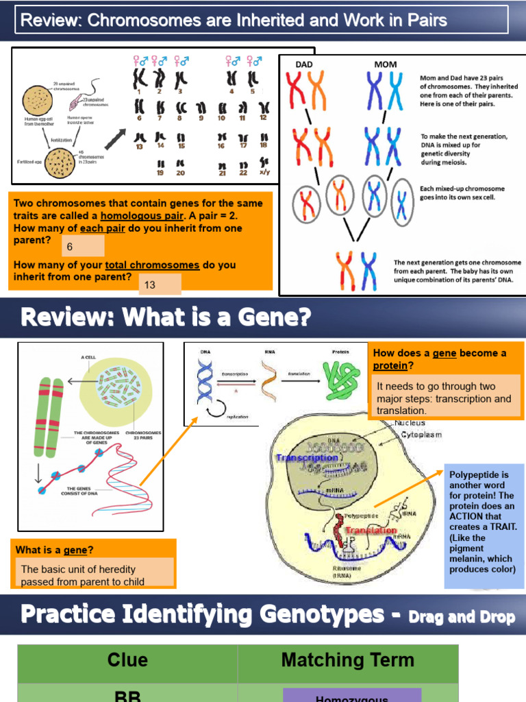 Genetic Patterns and Diseases Presentation | PDF | Dominance (Genetics ...