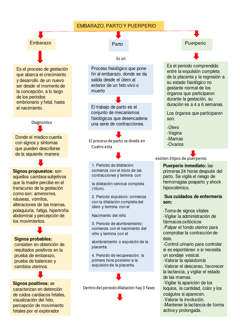 Mapa Conceptual de Embarazo Parto y Puerperio | PDF | Parto | El embarazo