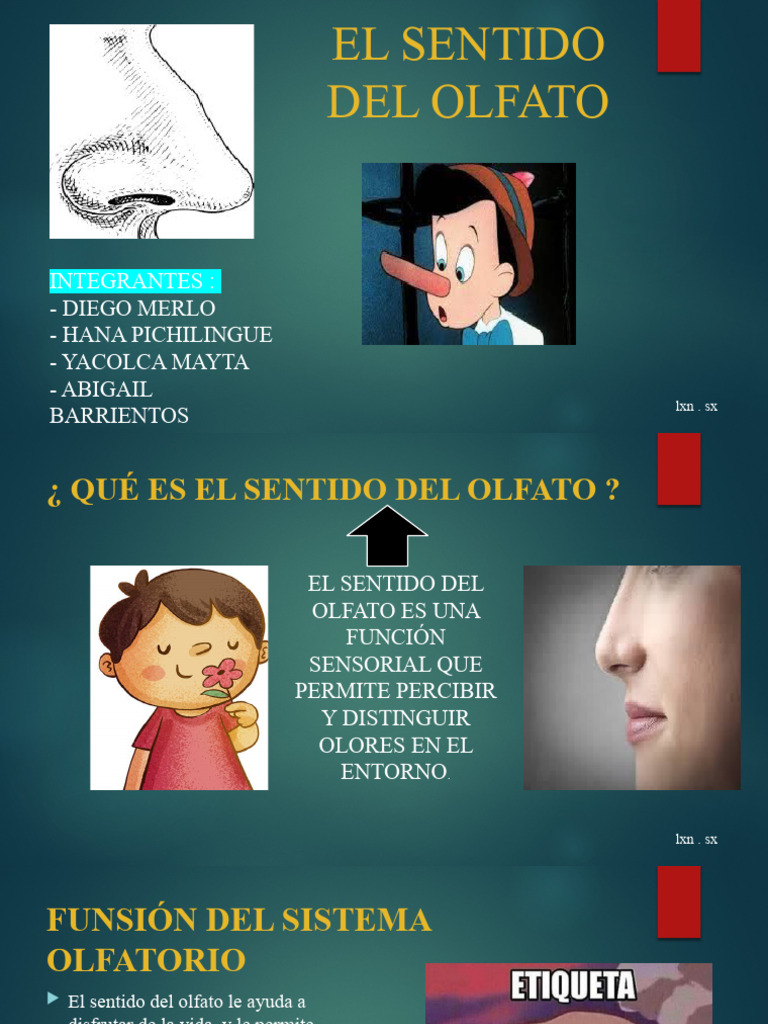 Función y Anatomía del Olfato | PDF | Sistema límbico | Olfato