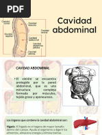 Visceras del Cuerpo Humano: Anatomía y Función | PDF | Sistema ...