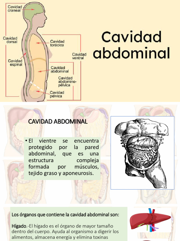 Cavidad Abdominal | PDF | Sistema digestivo humano | Abdomen