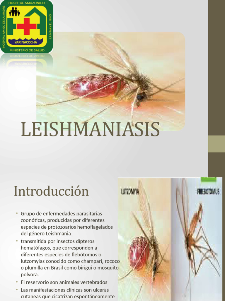 Leishmaniasis - PPTX Versión 1 | PDF | Leishmania | Enfermedades y trastornos