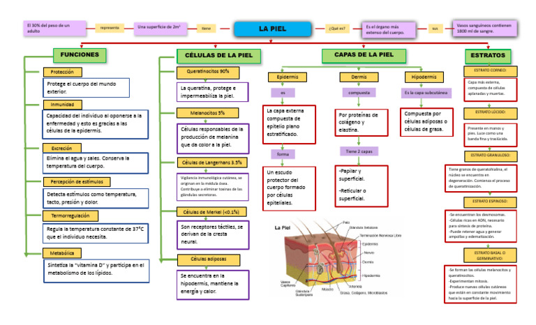 mapa conceptual funciones de la piel | Descargar gratis PDF | Piel | Epidermis