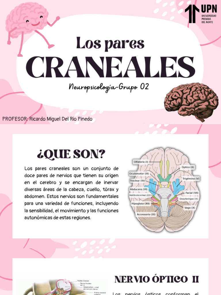 Pares Craneales-Neuropsicología | PDF | Nervio | Percepción visual
