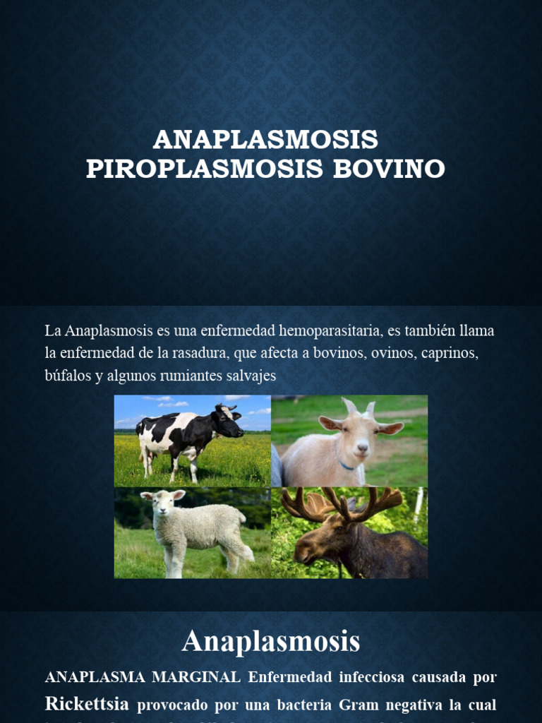 Anaplasmosis Piroplasmosis Bovino | PDF | Infección | Anemia