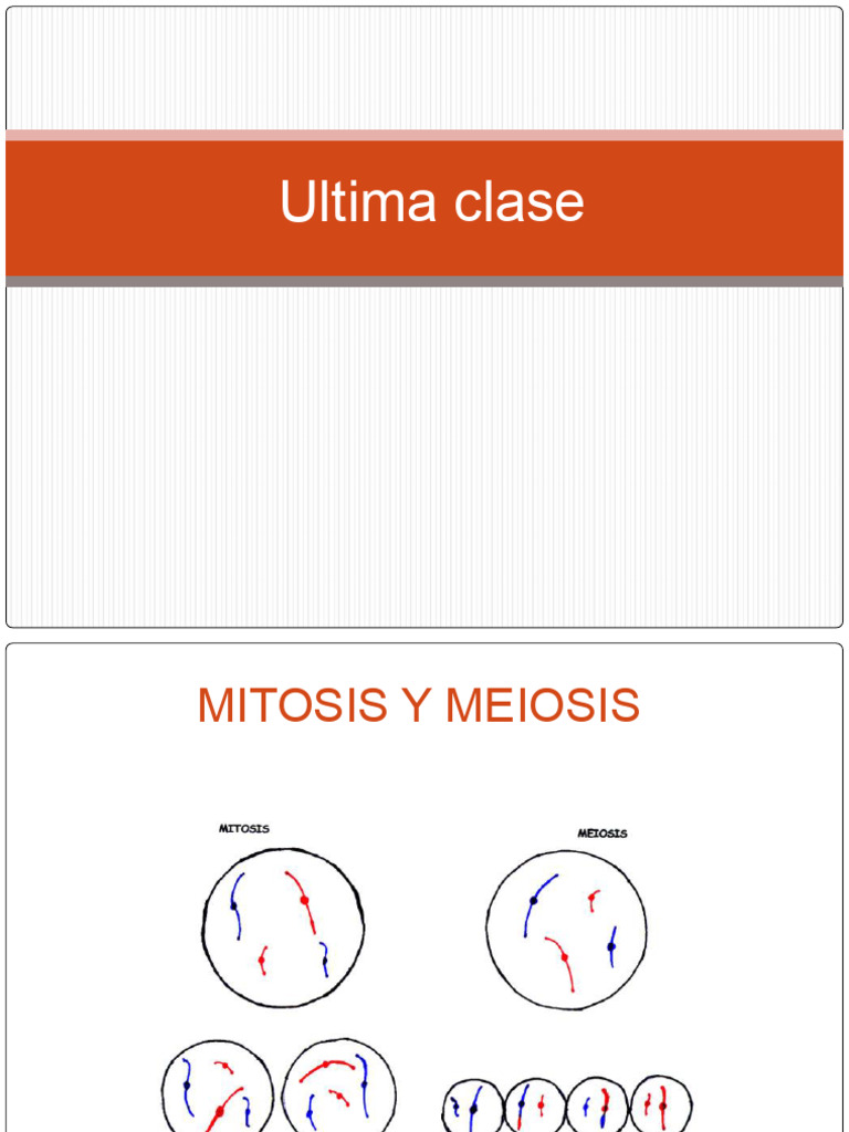 Mitosis y Meiosis | PDF | Mitosis | Mitosis