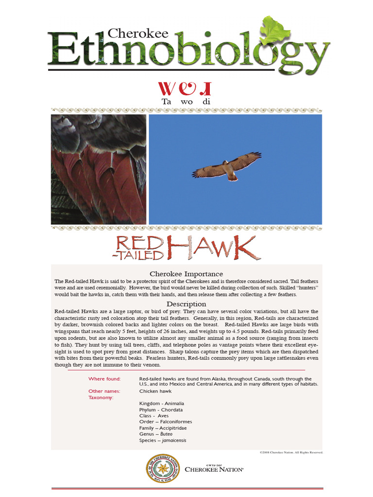 Red Tailed Hawk | PDF
