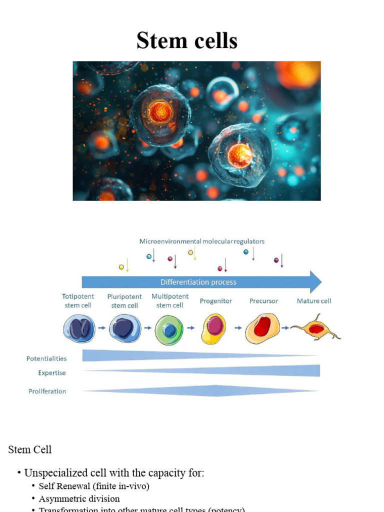 Stem Cells | PDF | Stem Cell | Cell Potency