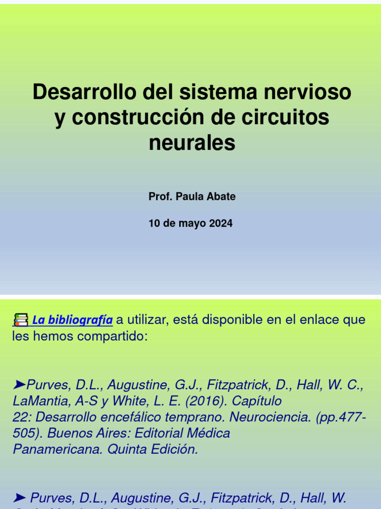 Desarrollo SN 2024 | PDF | Sinapsis | Neurona