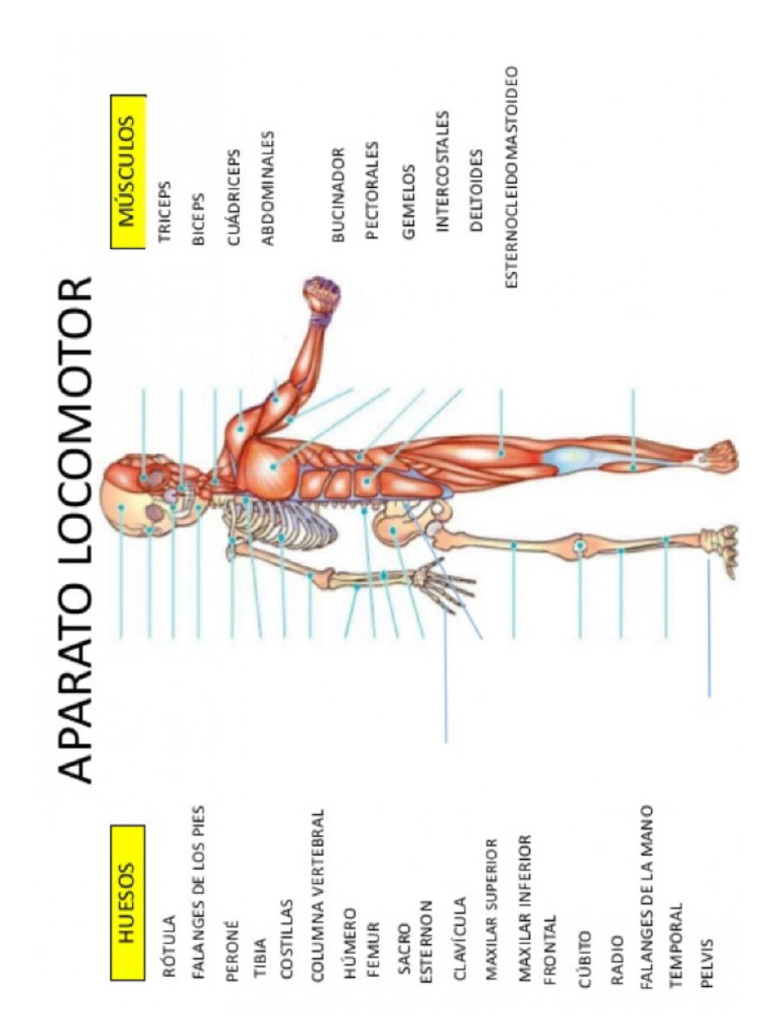 Aparato Locomotor | PDF