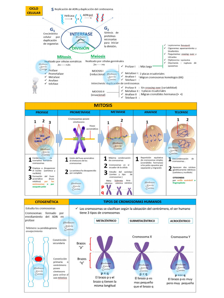 Repaso Citogen | PDF