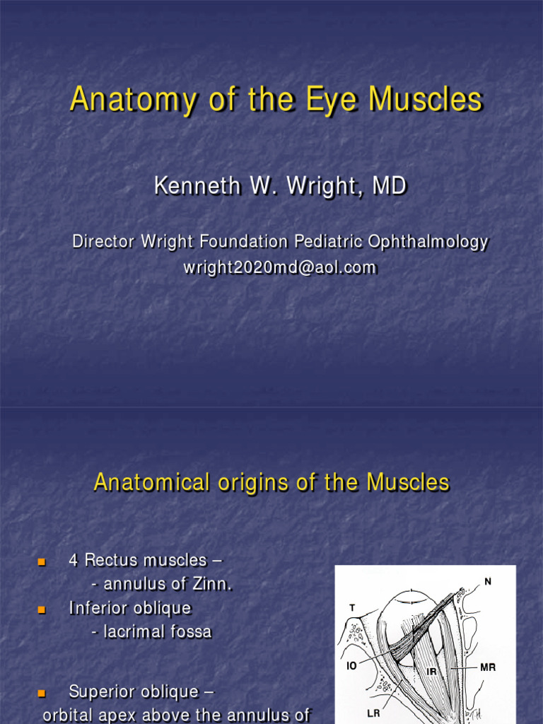 Anatomy of The Eye Muscles | PDF | Ophthalmology | Human Eye
