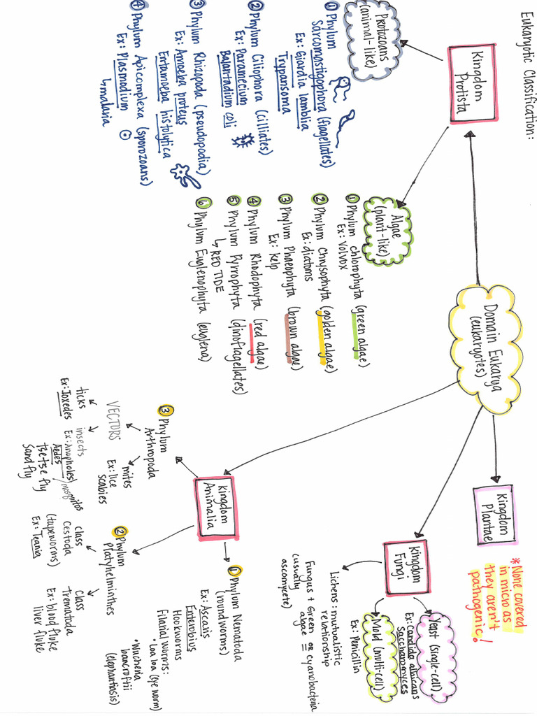 Eukaryotic Classification Map | PDF