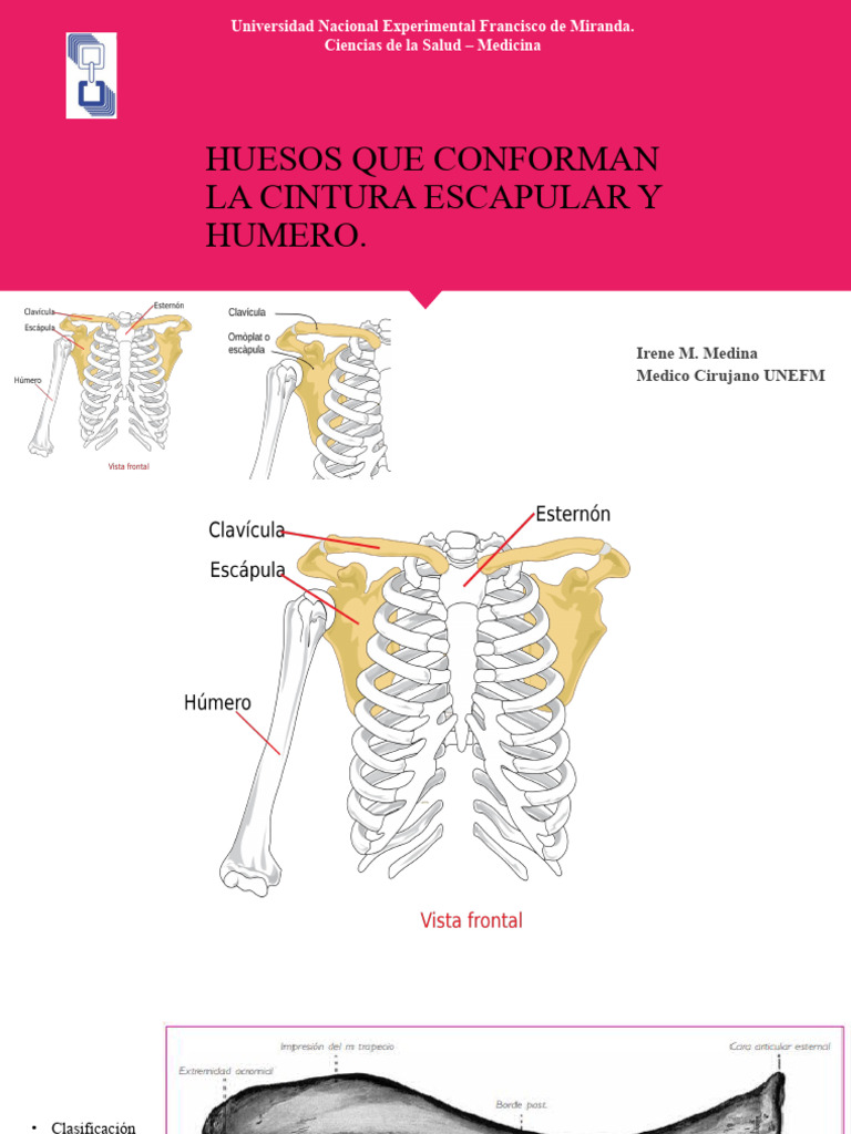 Anatomía de la Cintura Escapular y Húmero | PDF | Sistema ...