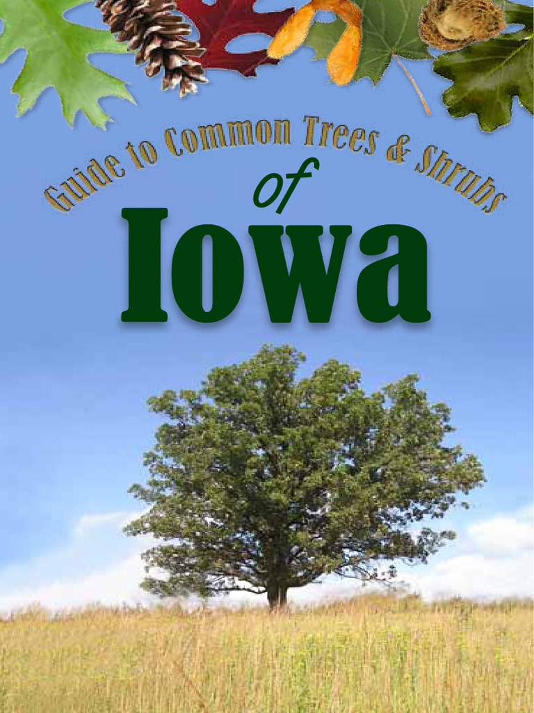 Guide To Common Trees Shrubs | PDF | Trees | Leaf