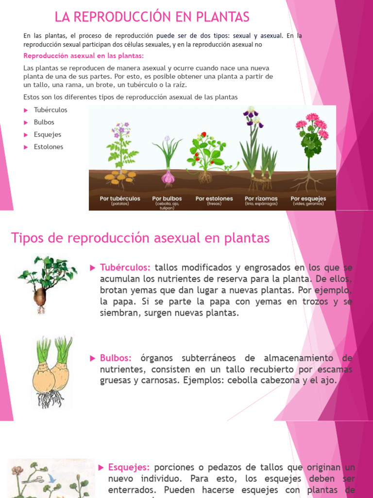 LA_REPRODUCCIÓN_EN_LAS_PLANTAS | PDF | Plantas | Reproducción