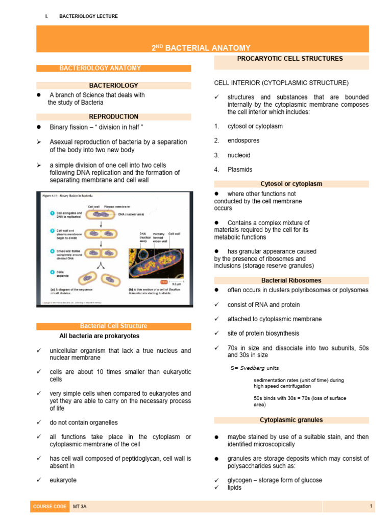 BACTERIOLOGY LEC-2nd Bacterial Anatomy | PDF | Bacteria | Cell (Biology)