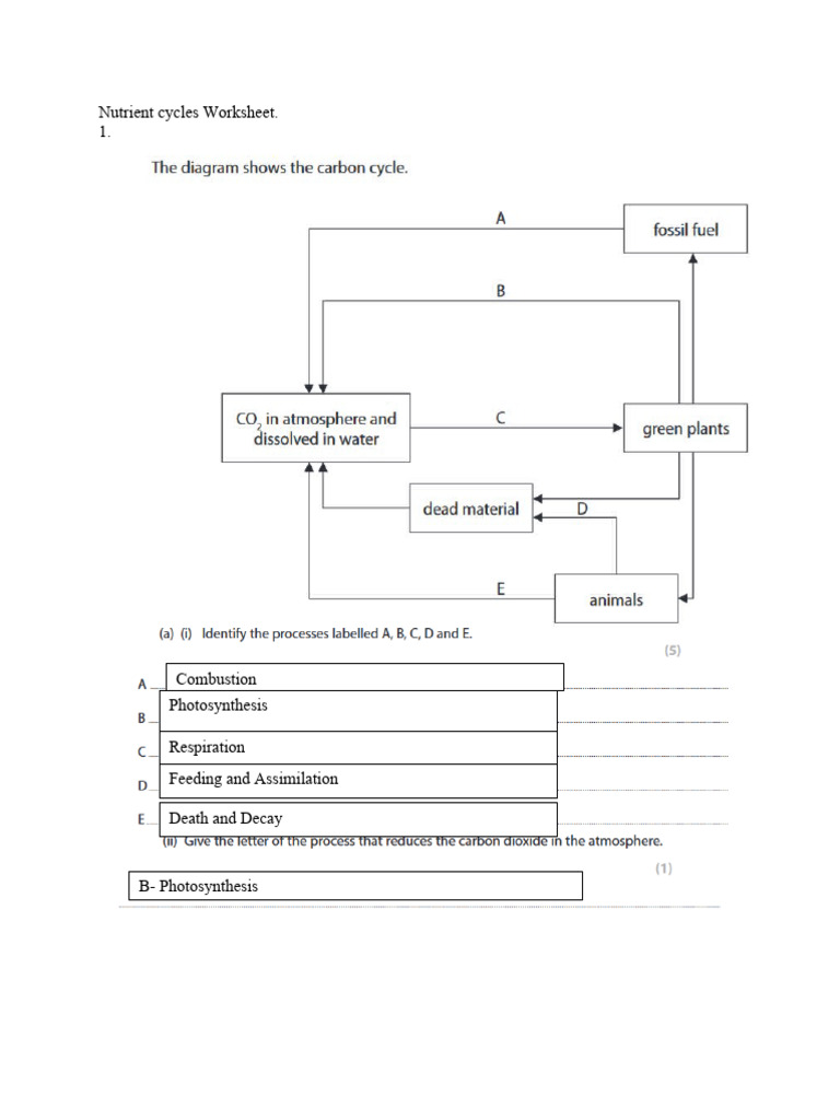 Nutrient Cycles and Water Cycle Overview | PDF