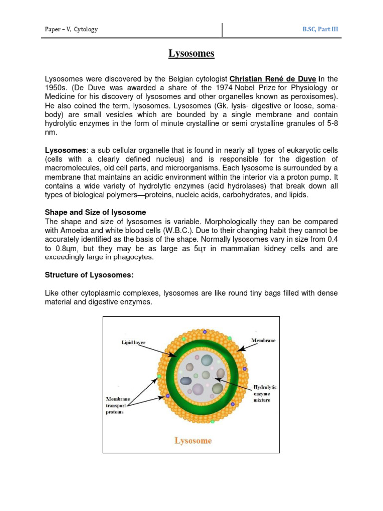 Lysosomes | PDF | Lysosome | Hydrolysis