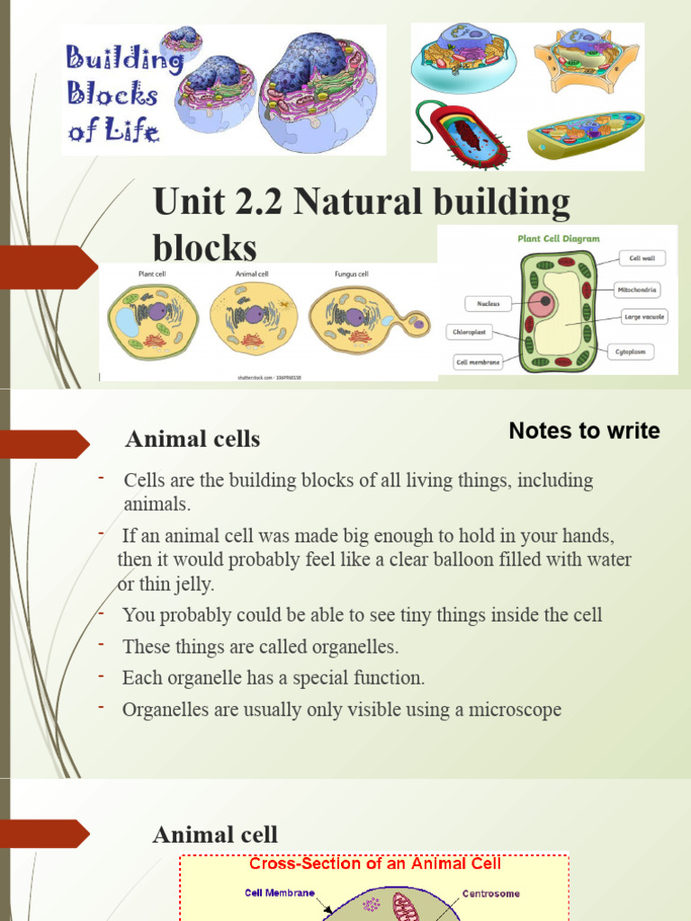 Unit 2.2 Natural Building Blocks | PDF | Cell (Biology) | Mitochondrion Unit 2.2 Natural Building Blocks | PDF | Cell (Biology) | Mitochondrion