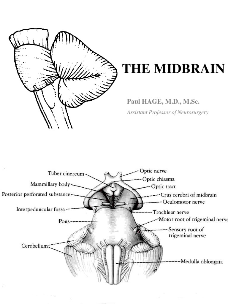 10 Midbrain Pdf Self Improvement