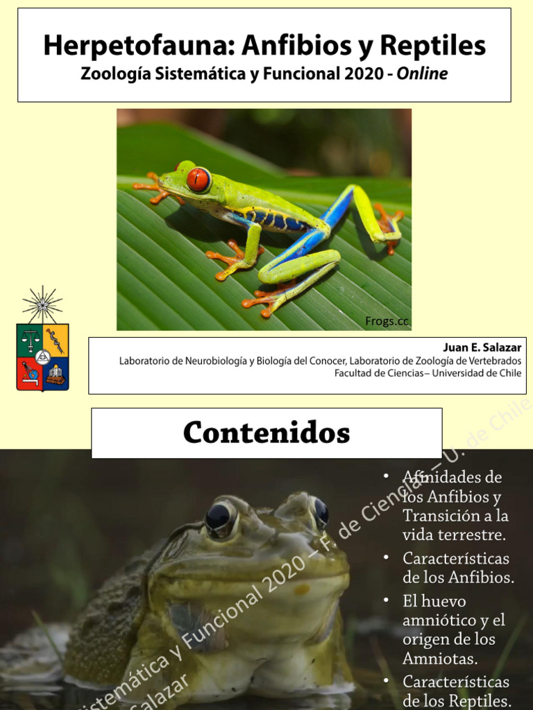 Anfibios y Reptiles: Evolución y Rasgos | PDF | Reptil | Tortuga
