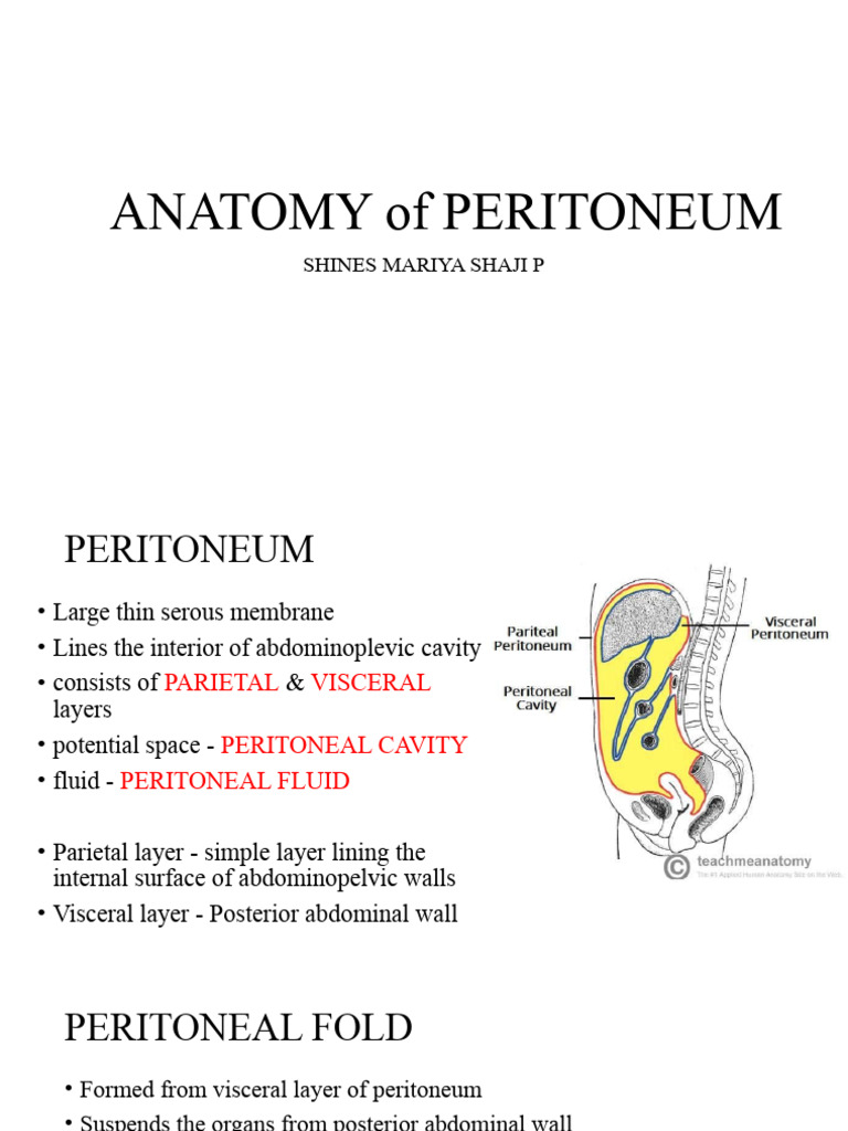 Anatomy of Peritoneum - 092413 | PDF