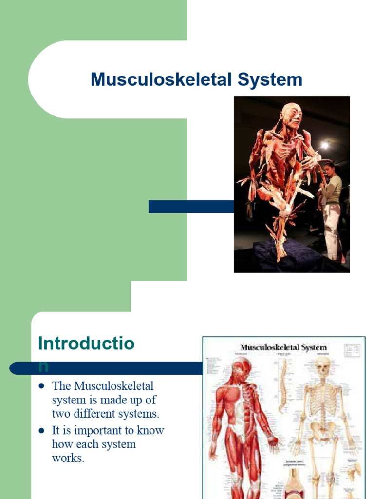 Understanding the Musculoskeletal System | PDF | Muscle | Bone