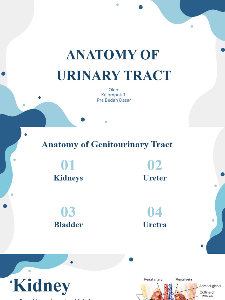 Anatomy of Urinary Tract | PDF | Kidney | Abdomen