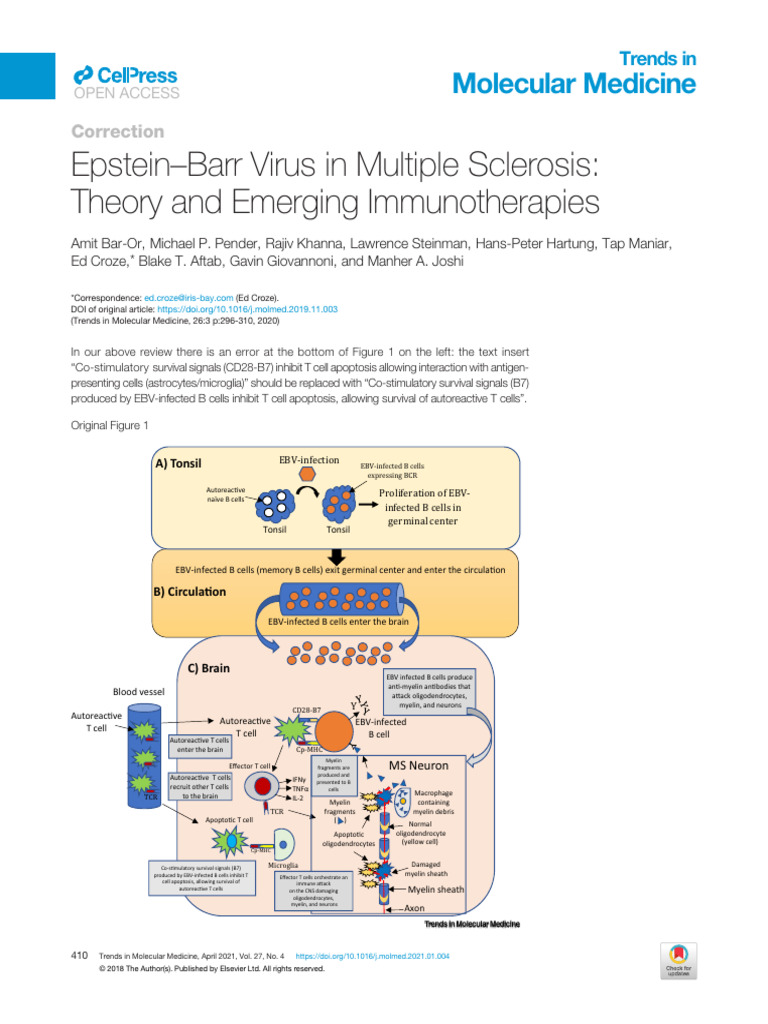 EBV's Role in MS: Correction and Insights | PDF | B Cell | Myelin