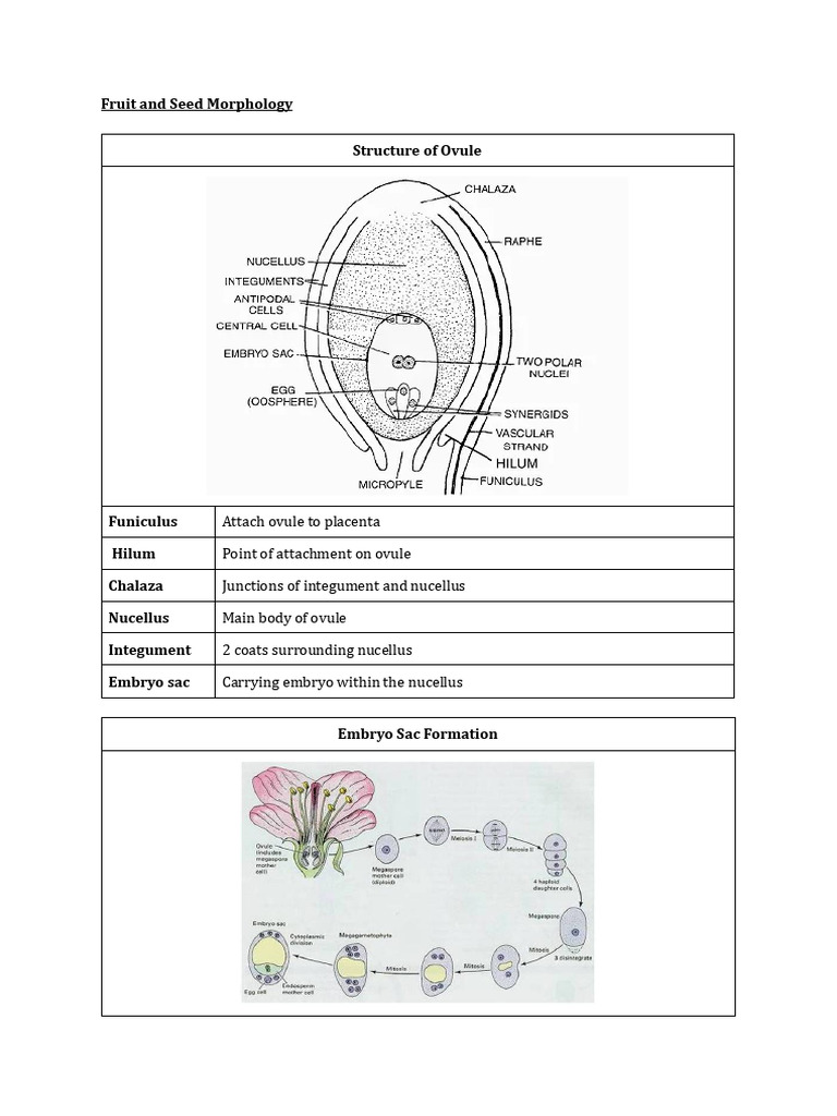 Fruit and Seed Morphology | PDF | Flowers | Fertilisation