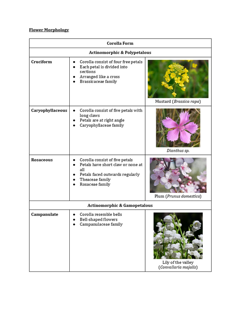 Flower Morphology | PDF | Petal | Flowers