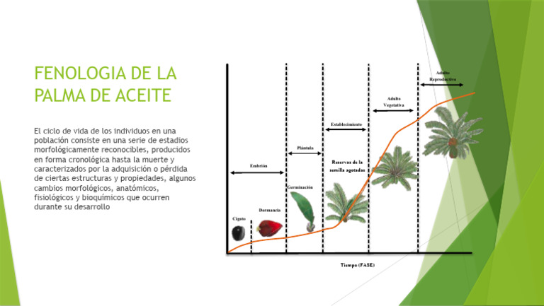 Fenologia de La Palma de Aceite | PDF