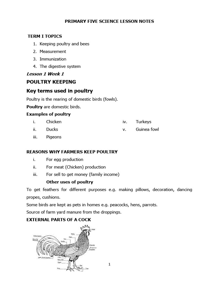 P - 5 Science Lesson Notes | PDF | Honey Bee | Bees