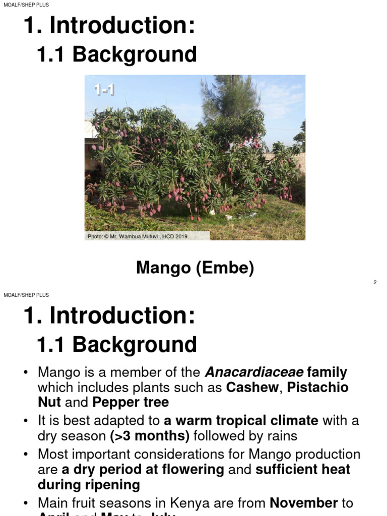 Mango Growing | PDF | Grafting | Botany