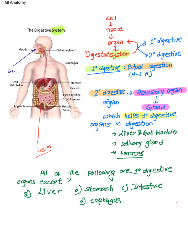 Digestive System - 1 | PDF | Gastrointestinal Tract | Stomach