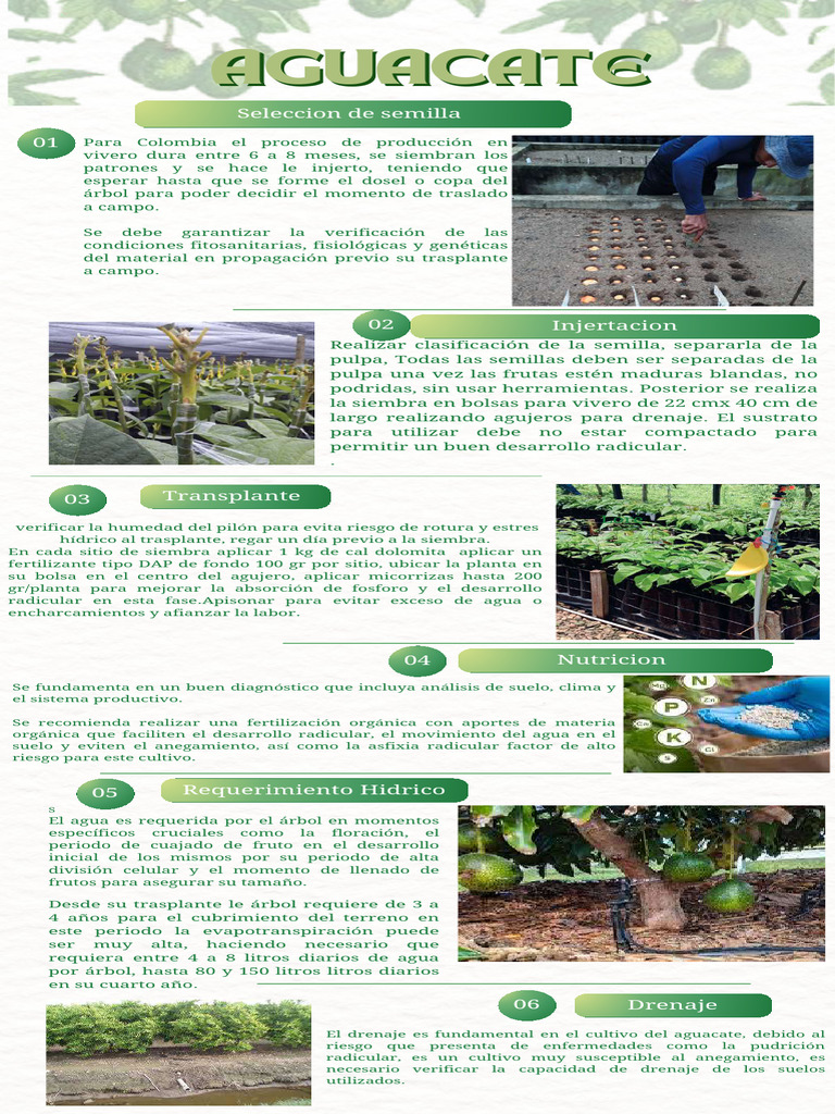 Infografía Cultivo del Aguacate Papelillo JAPC. | Descargar gratis PDF | Fruta | Arboles