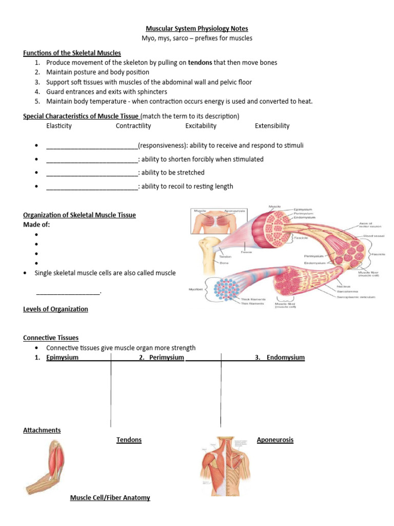 Unit 8 - Muscular System Physiology Notes | PDF | Muscle Contraction ...