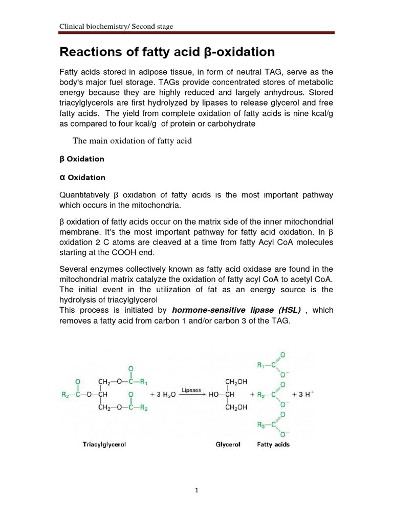 Fatty Acids Oxidation Pdf Adenosine Triphosphate Fatty Acid 0690