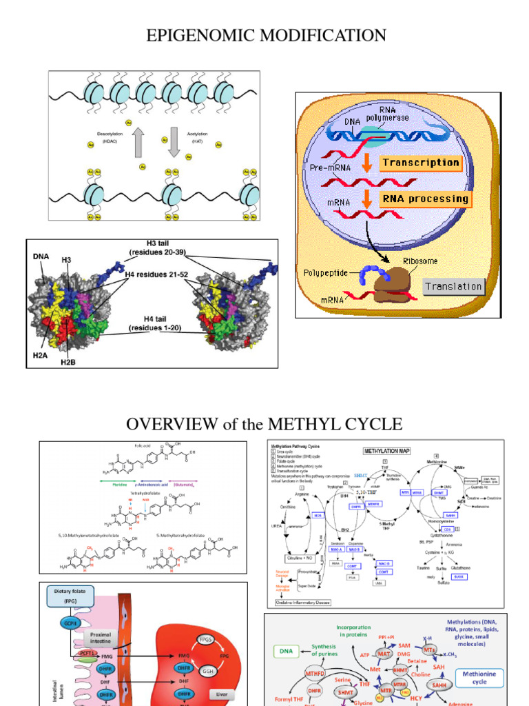 Methyl Cycle Two Module ID | PDF | Dna Methylation | Adenosine Diphosphate