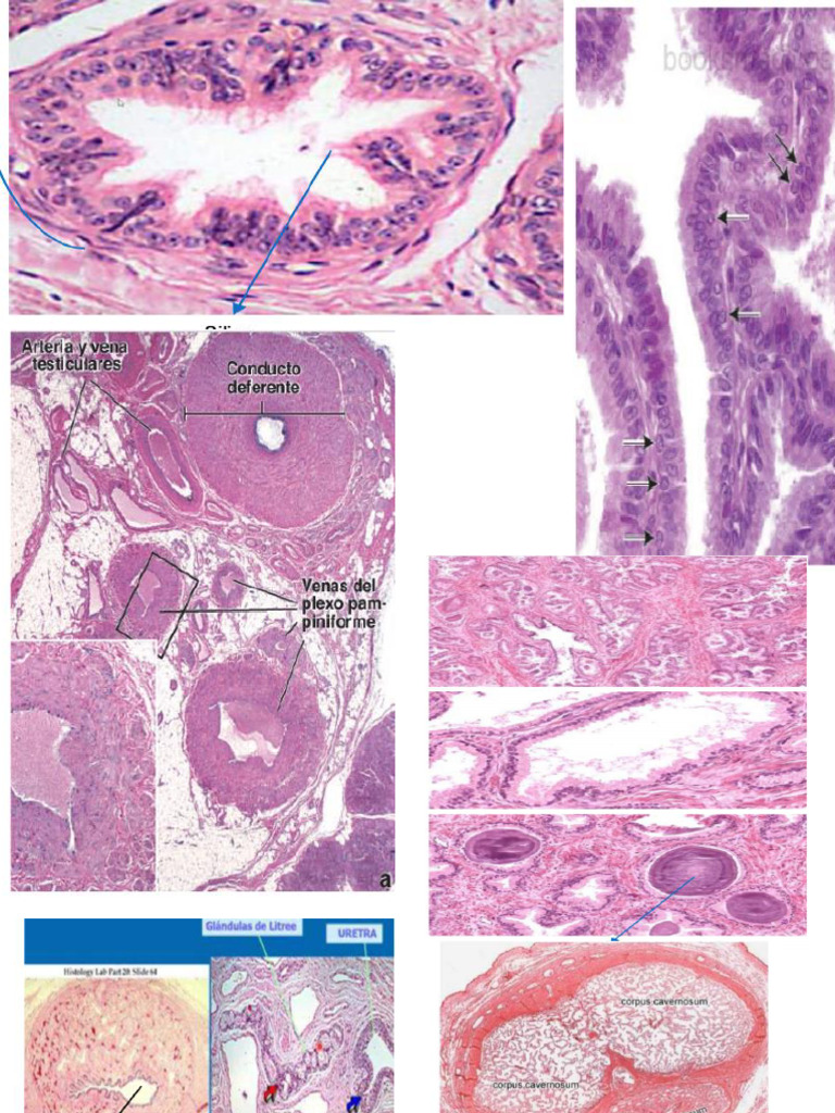 Histo Aparato Reproductor Masculino | PDF