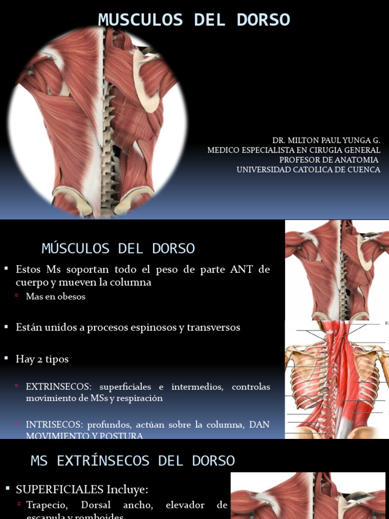 Tema 15 MUSCULOS DEL DORSO MOORE[1] | PDF | La columna vertebral | Tórax (anatomía humana)